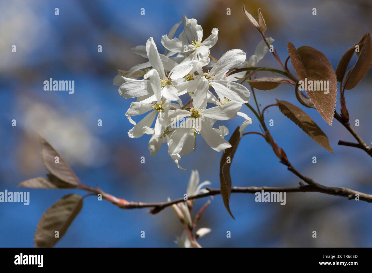 Smooth shadbush (Amelanchier laevis), blooming Stock Photo - Alamy