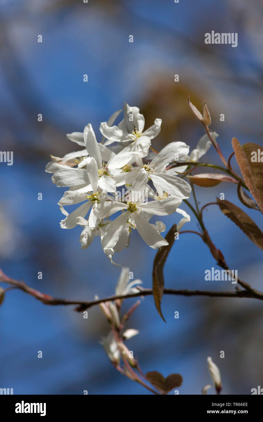 Smooth shadbush (Amelanchier laevis), blooming Stock Photo - Alamy