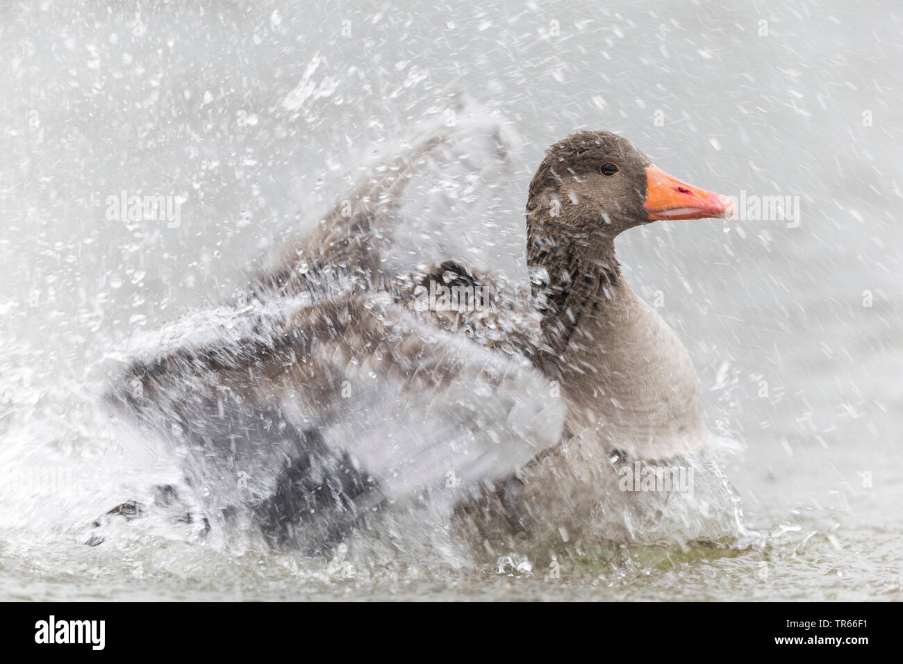 Bathing goose hi-res stock photography and images - Alamy