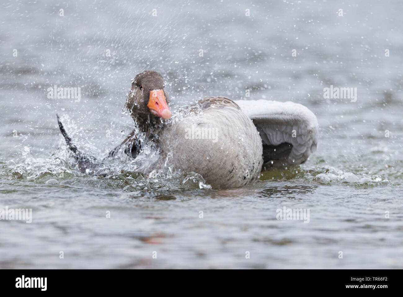 Geylag hi-res stock photography and images - Alamy
