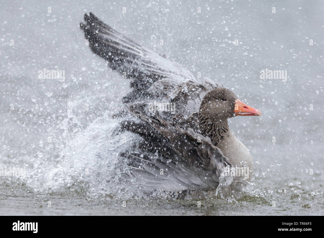 Bathing goose hi-res stock photography and images - Alamy
