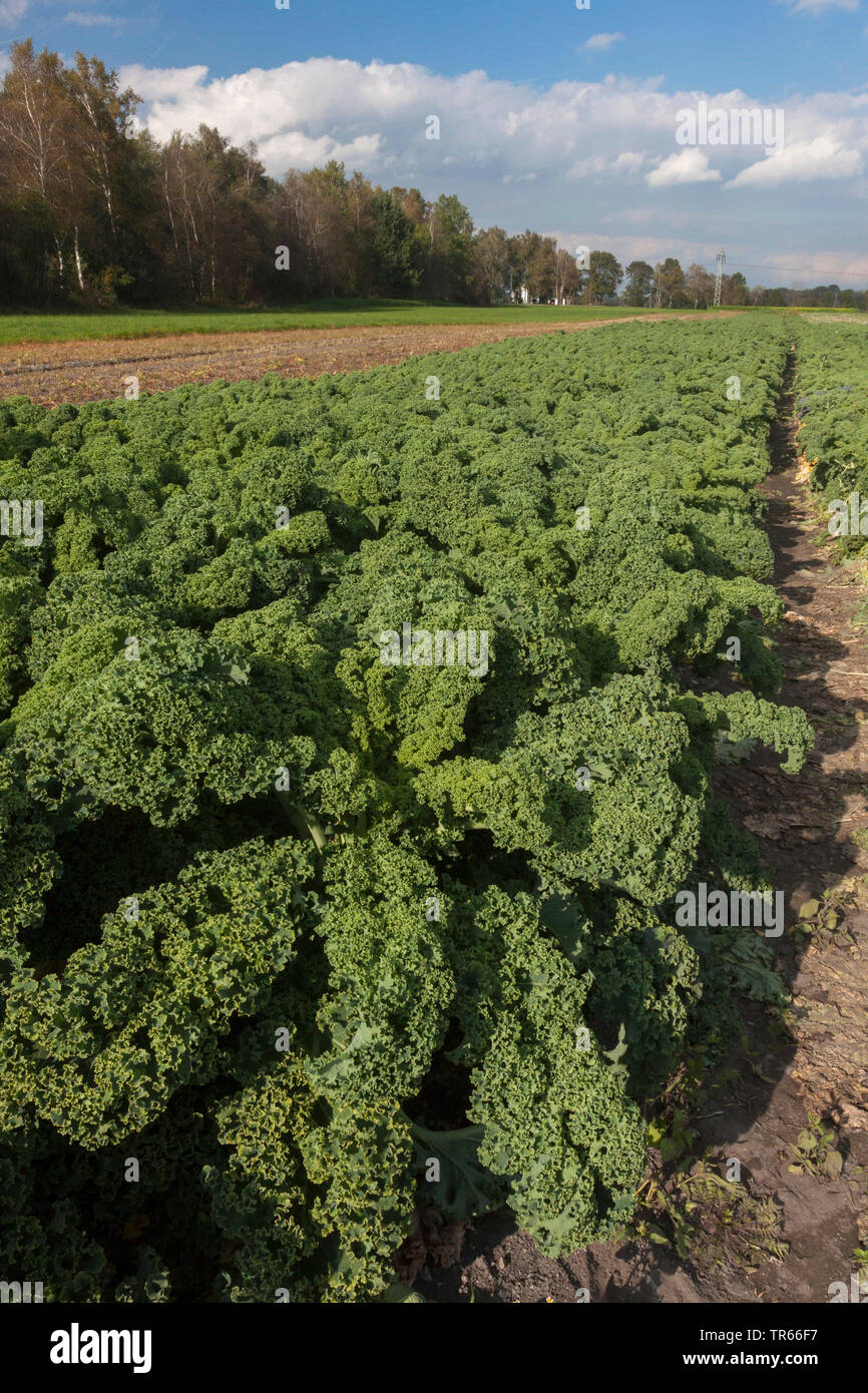 kale, borecole (Brassica oleracea var. sabellica, Brassica oleracea ...