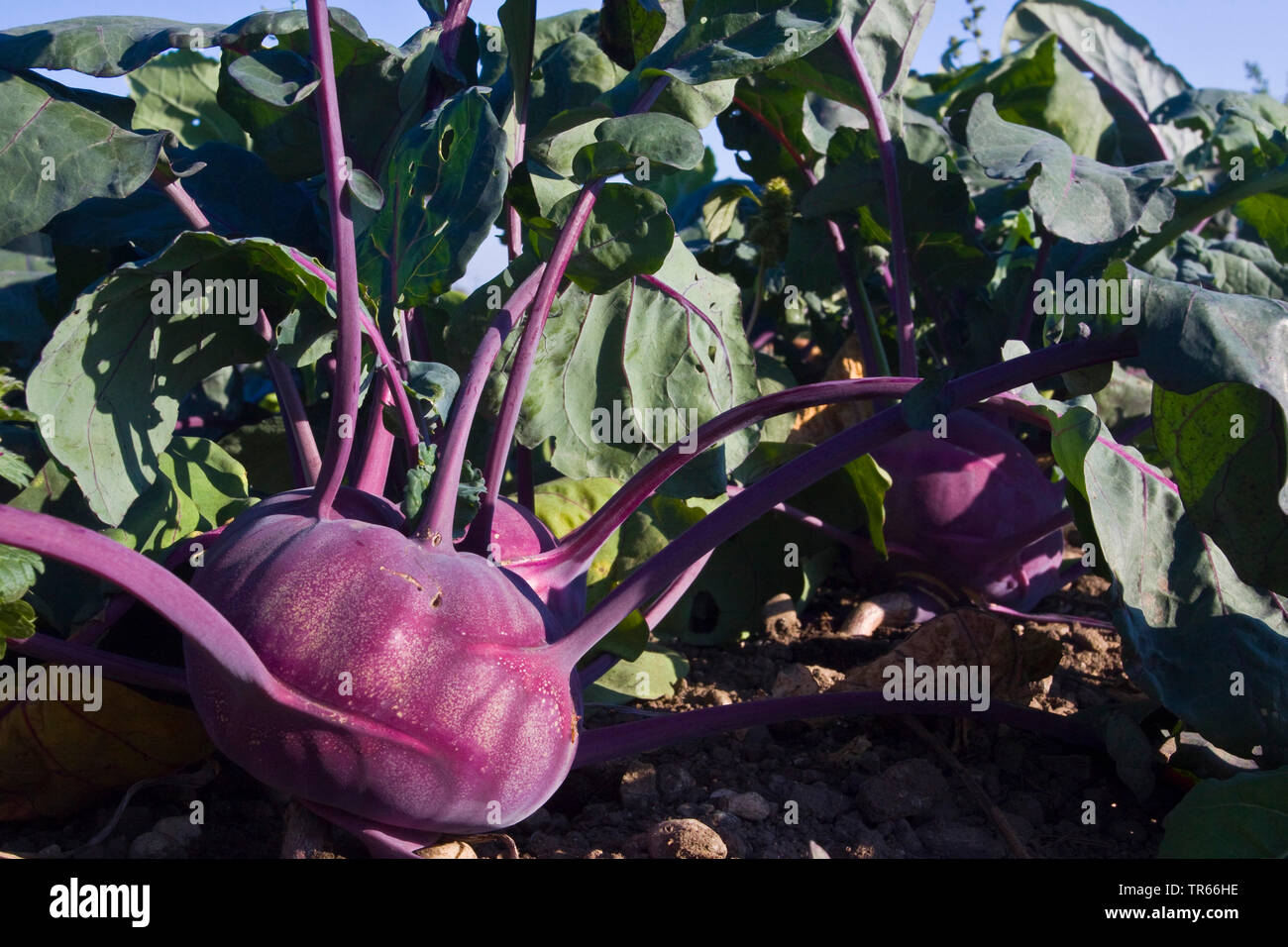 Kohl rabi, German turnip, turnip cabbage (Brassica oleracea convar ...