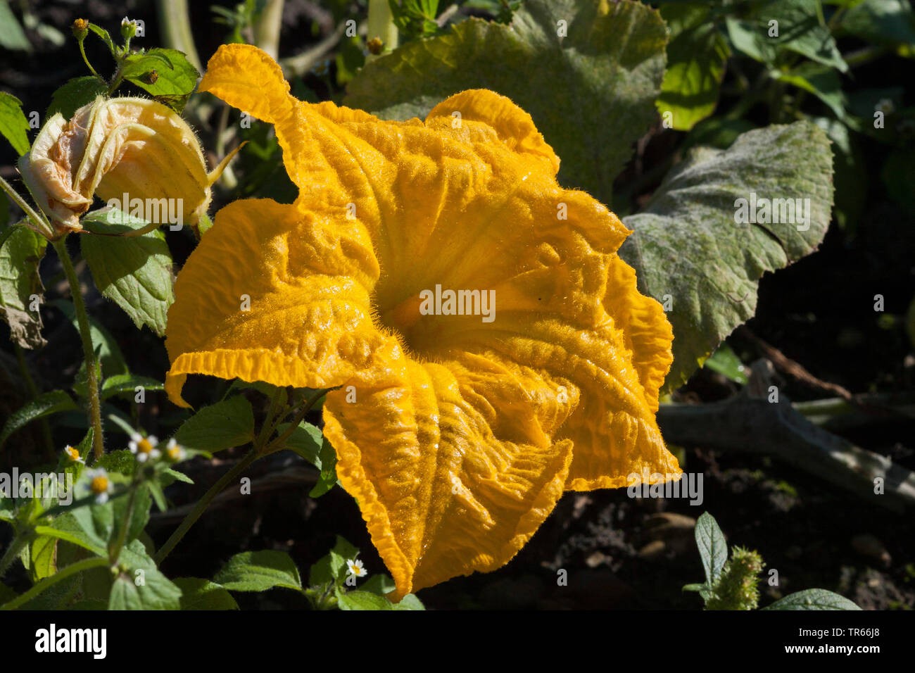 Winter squash (Cucurbita maxima), flower, Germany, Bavaria Stock Photo ...