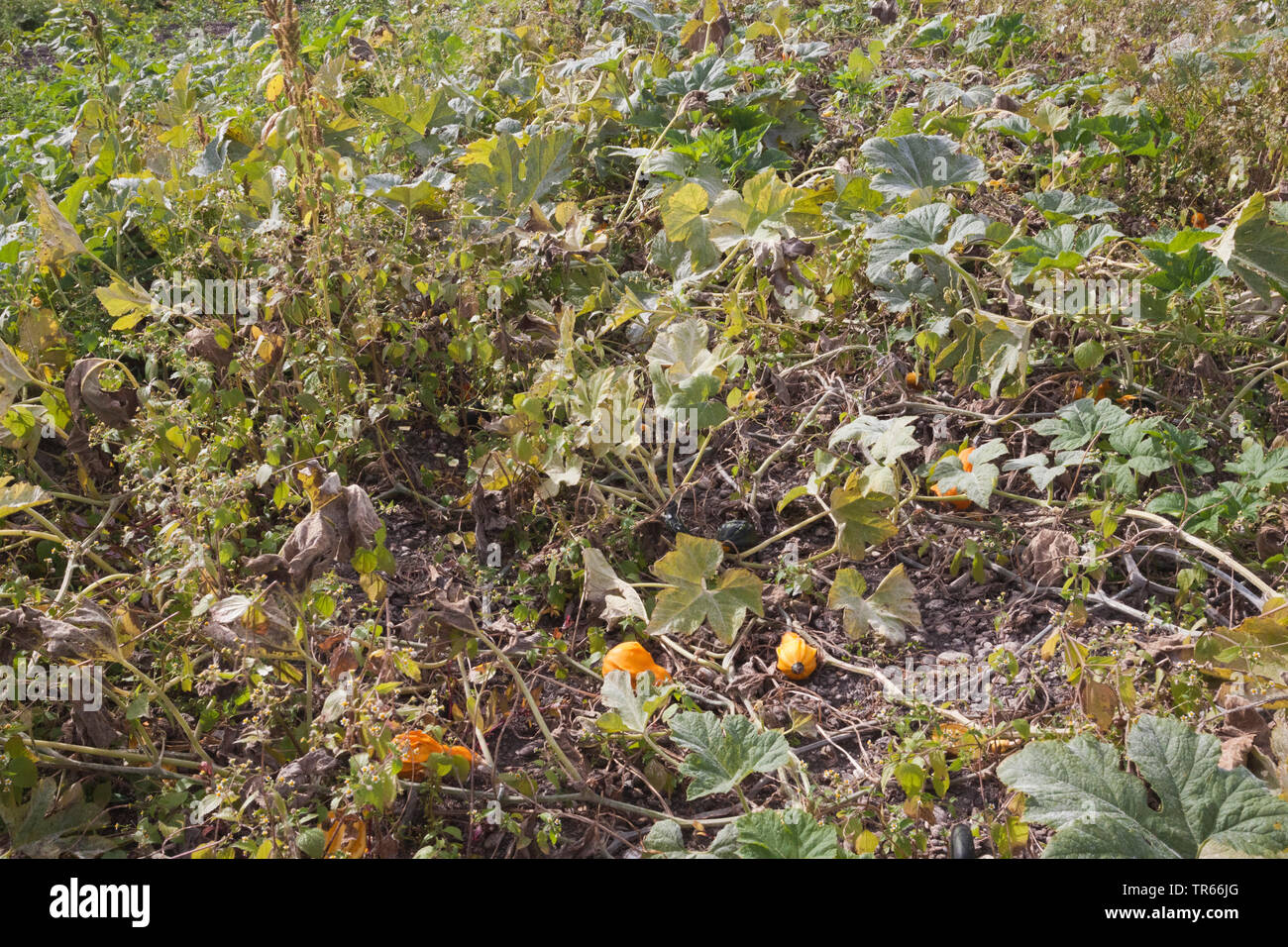 ornamental pumpkin (Cucurbita pepo convar. microcarpina), plant on the ...
