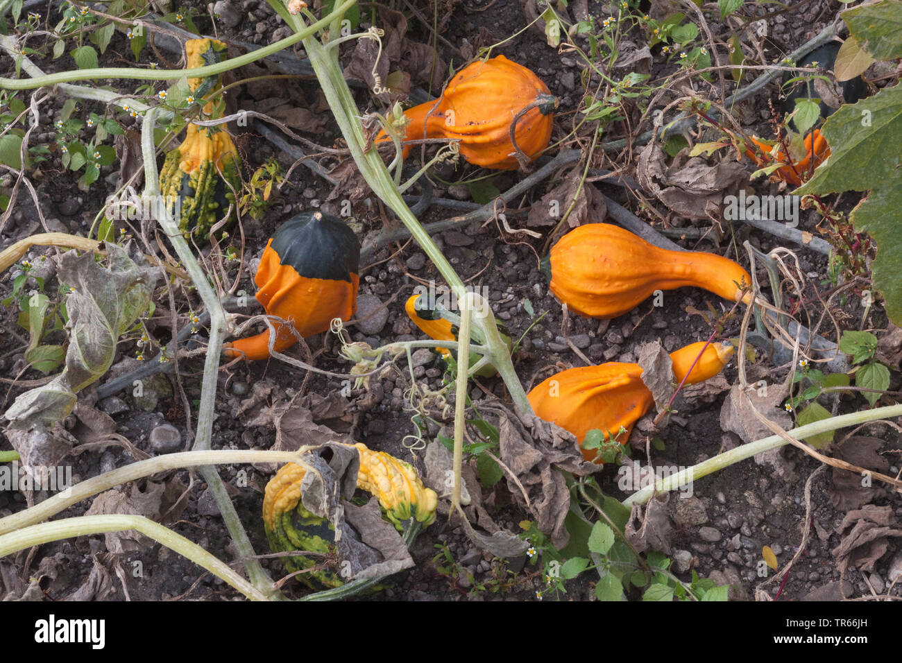 ornamental pumpkin (Cucurbita pepo convar. microcarpina), plant on the ...