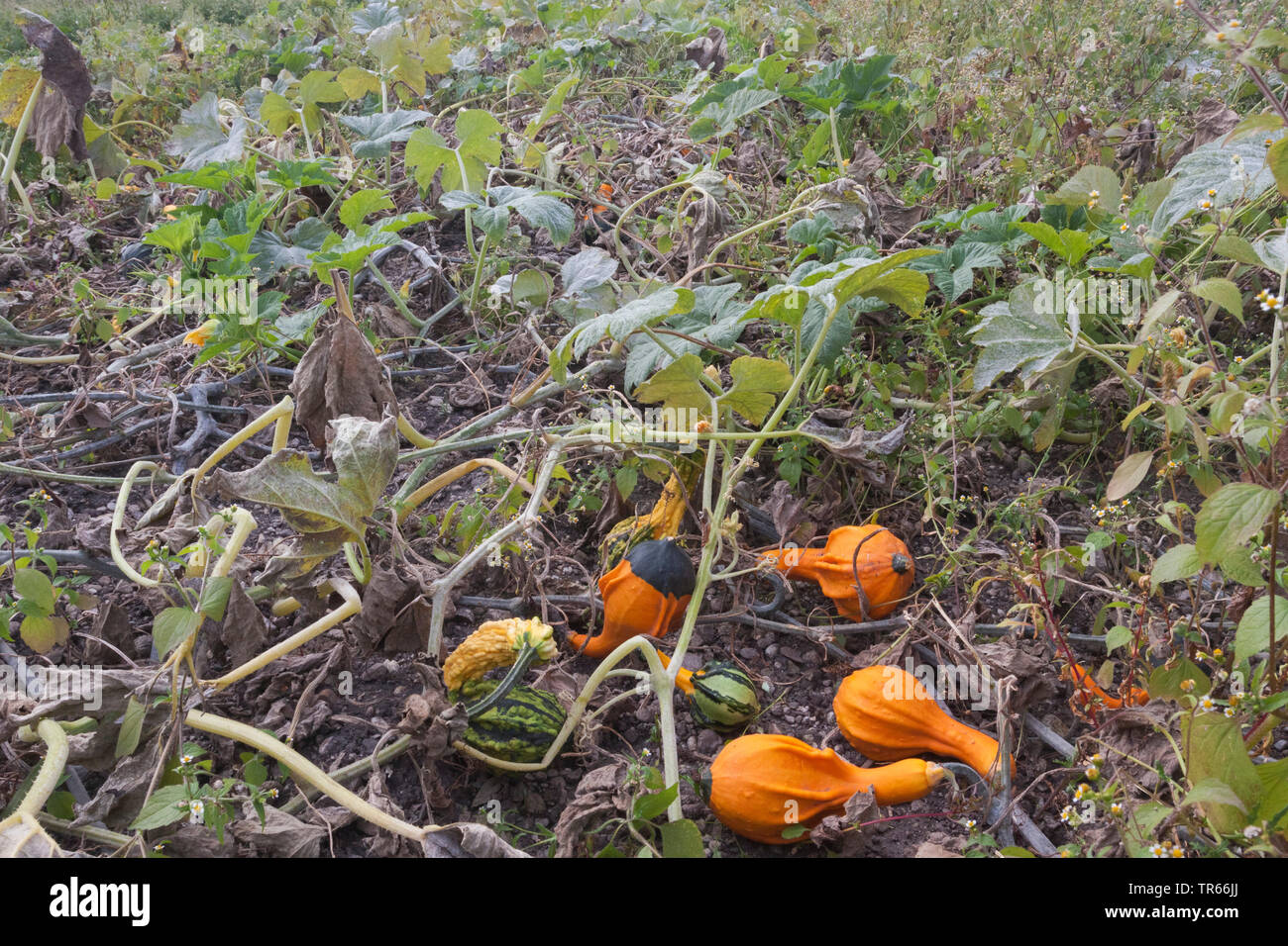 ornamental pumpkin (Cucurbita pepo convar. microcarpina), plant on the ...