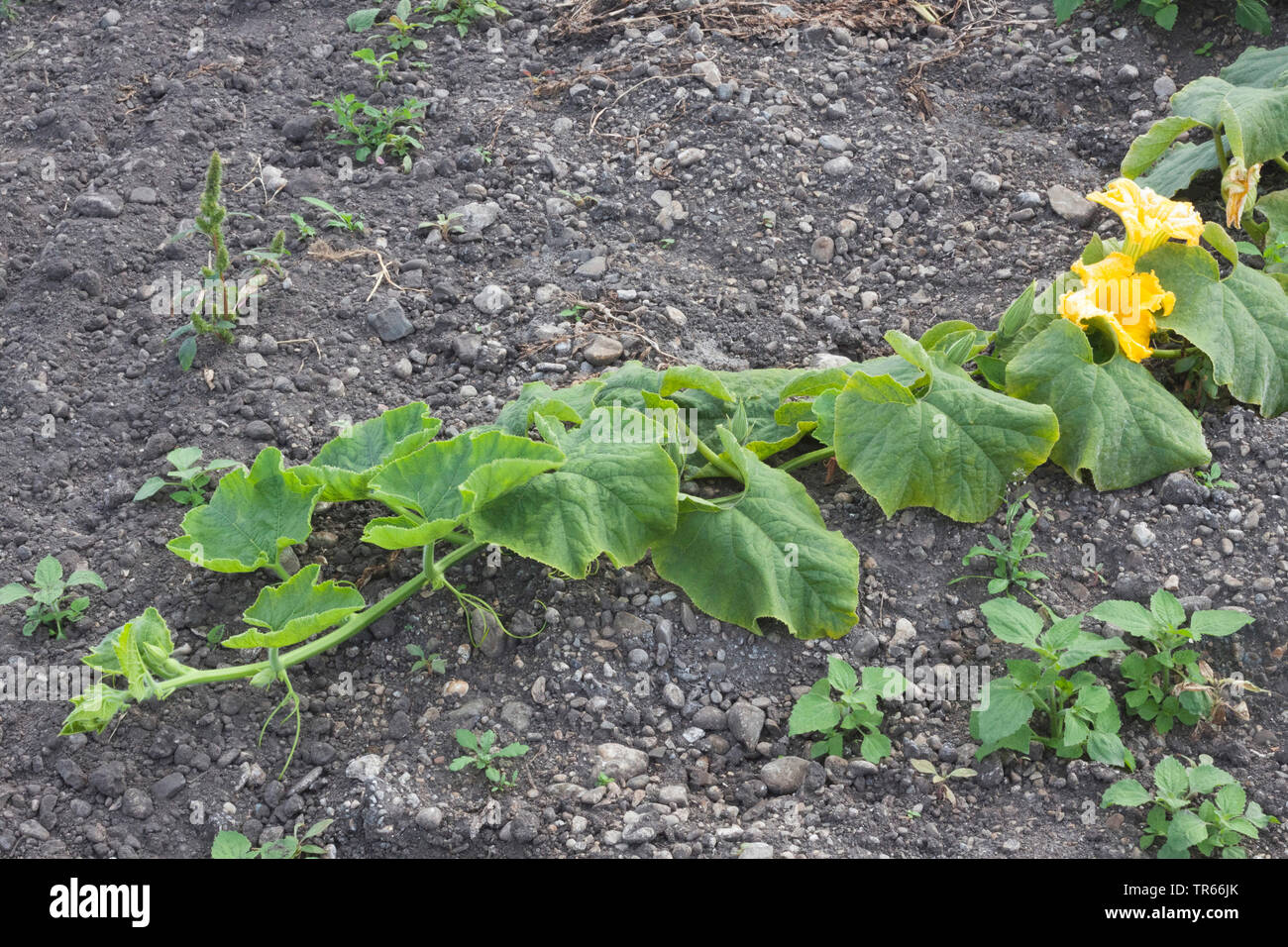 ornamental pumpkin (Cucurbita pepo convar. microcarpina), blooming ...