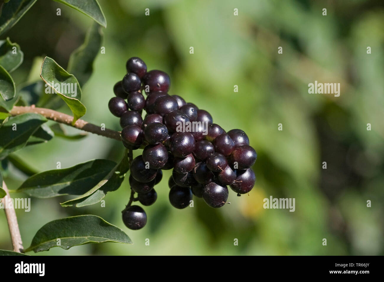 common privet, golden privet, wild privet, prim, European privet ...