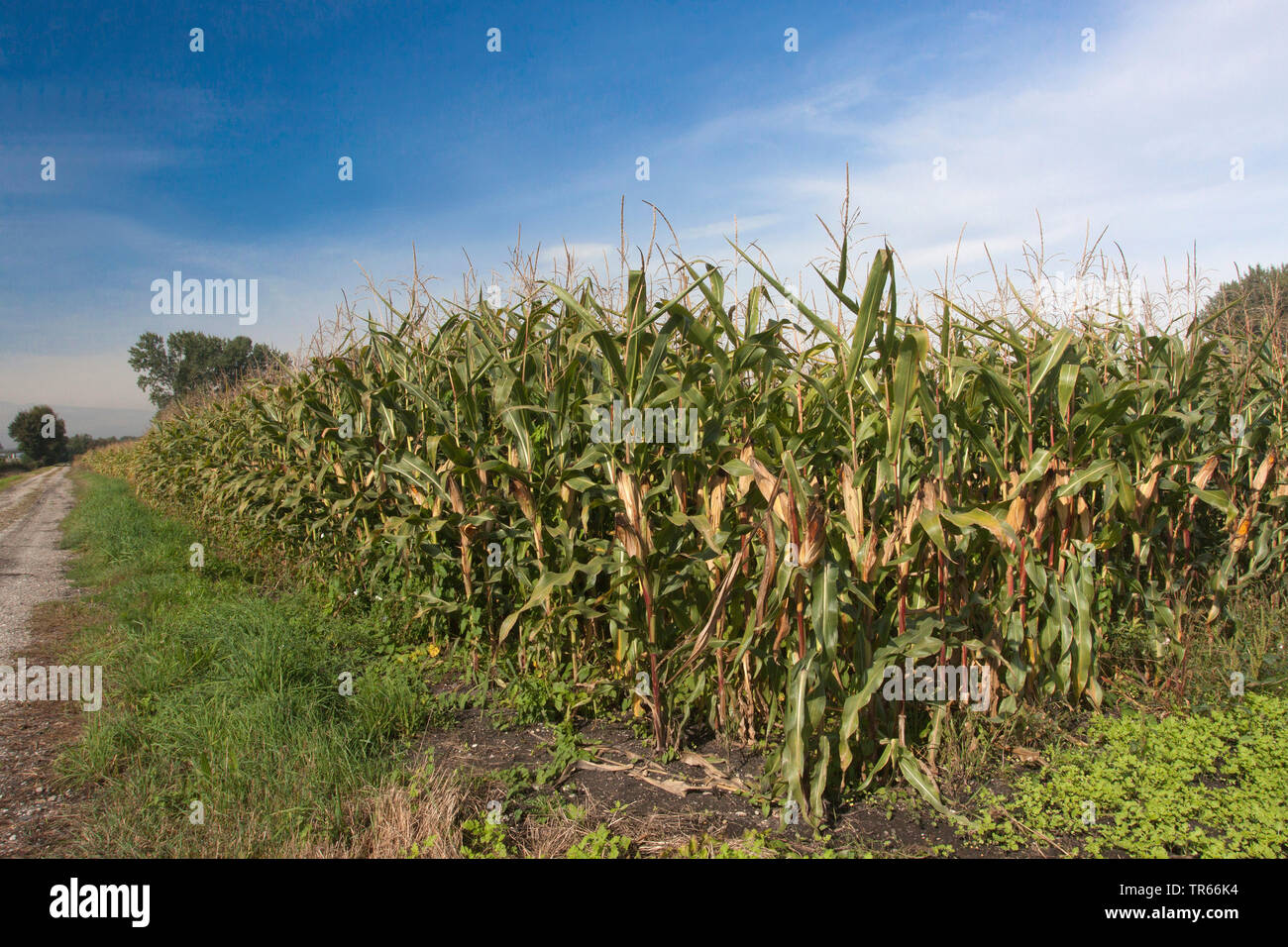 Maize corn field crop hi-res stock photography and images - Alamy