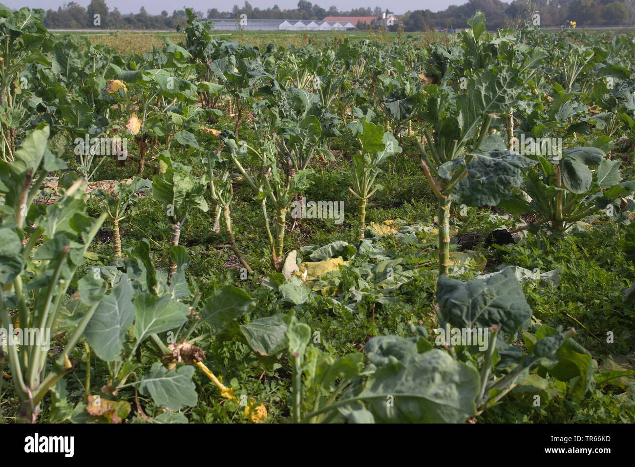Marrow plants hi-res stock photography and images - Alamy