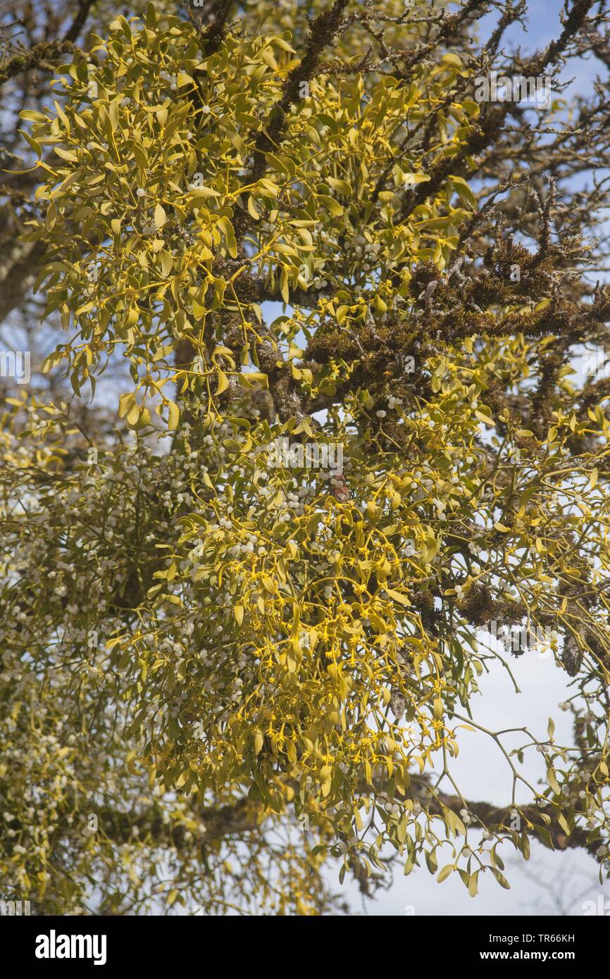 mistletoe (Viscum album subsp. album, Viscum album), mistletoe with ...