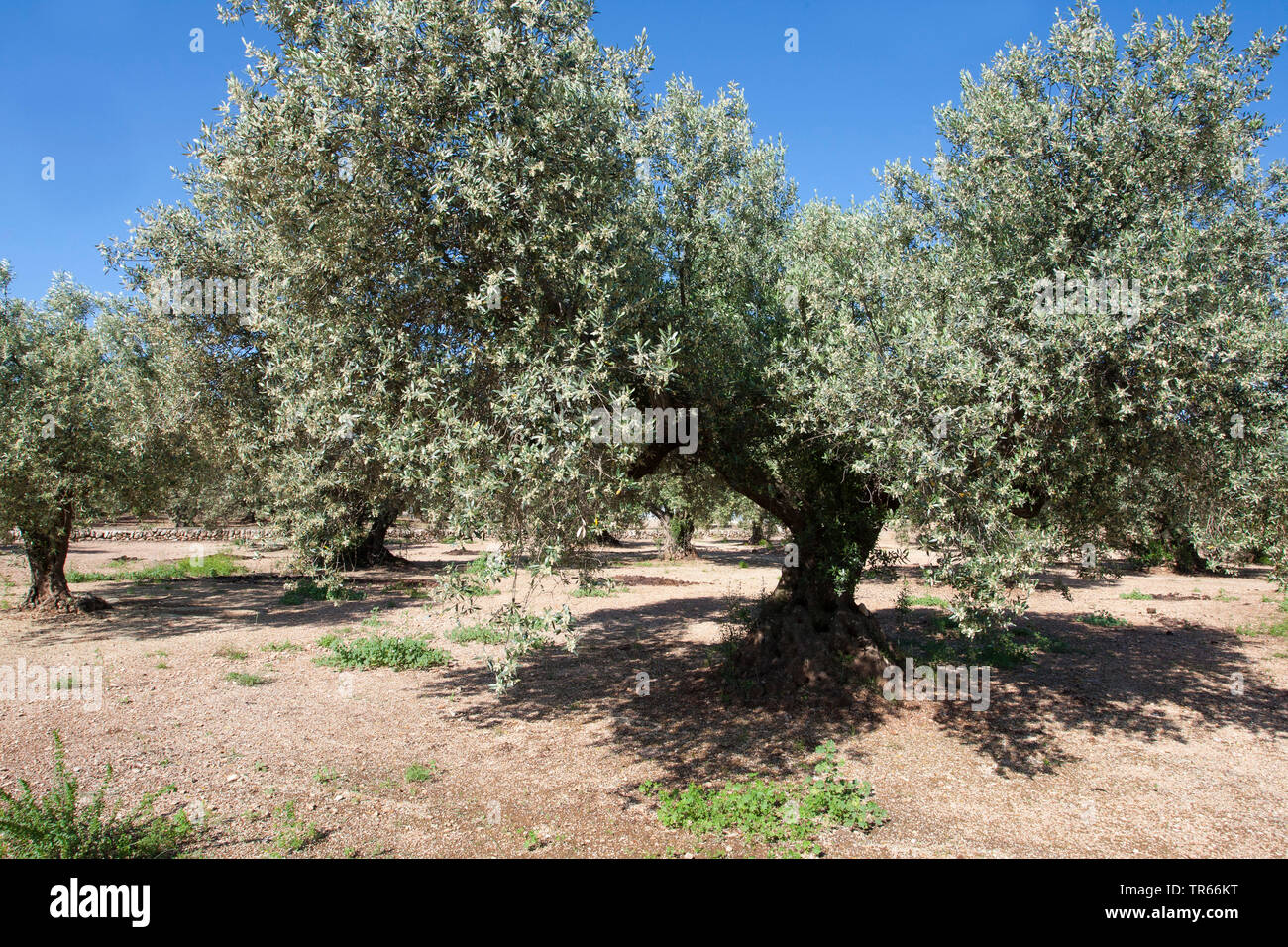 olive tree (Olea europaea ssp. sativa), olive grove, Spain, Katalonia ...