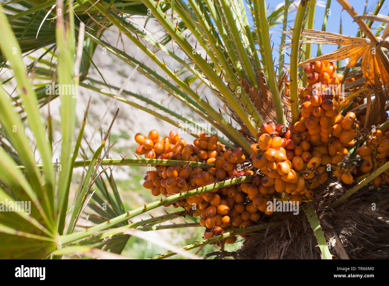 Mediterranean Fan Palm (Chamaerops humilis), fruits, Spain, Balearen, Majorca Stock Photo - Alamy