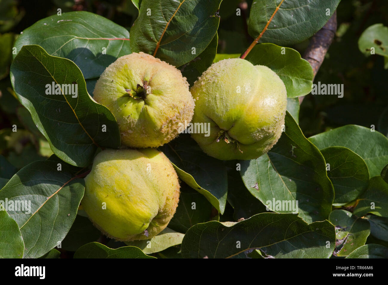 Common quince (Cydonia oblonga), quinces on a tree, Germany Stock Photo ...