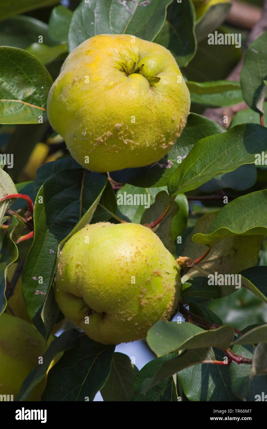 Common quince (Cydonia oblonga), quinces on a tree, Germany Stock Photo ...