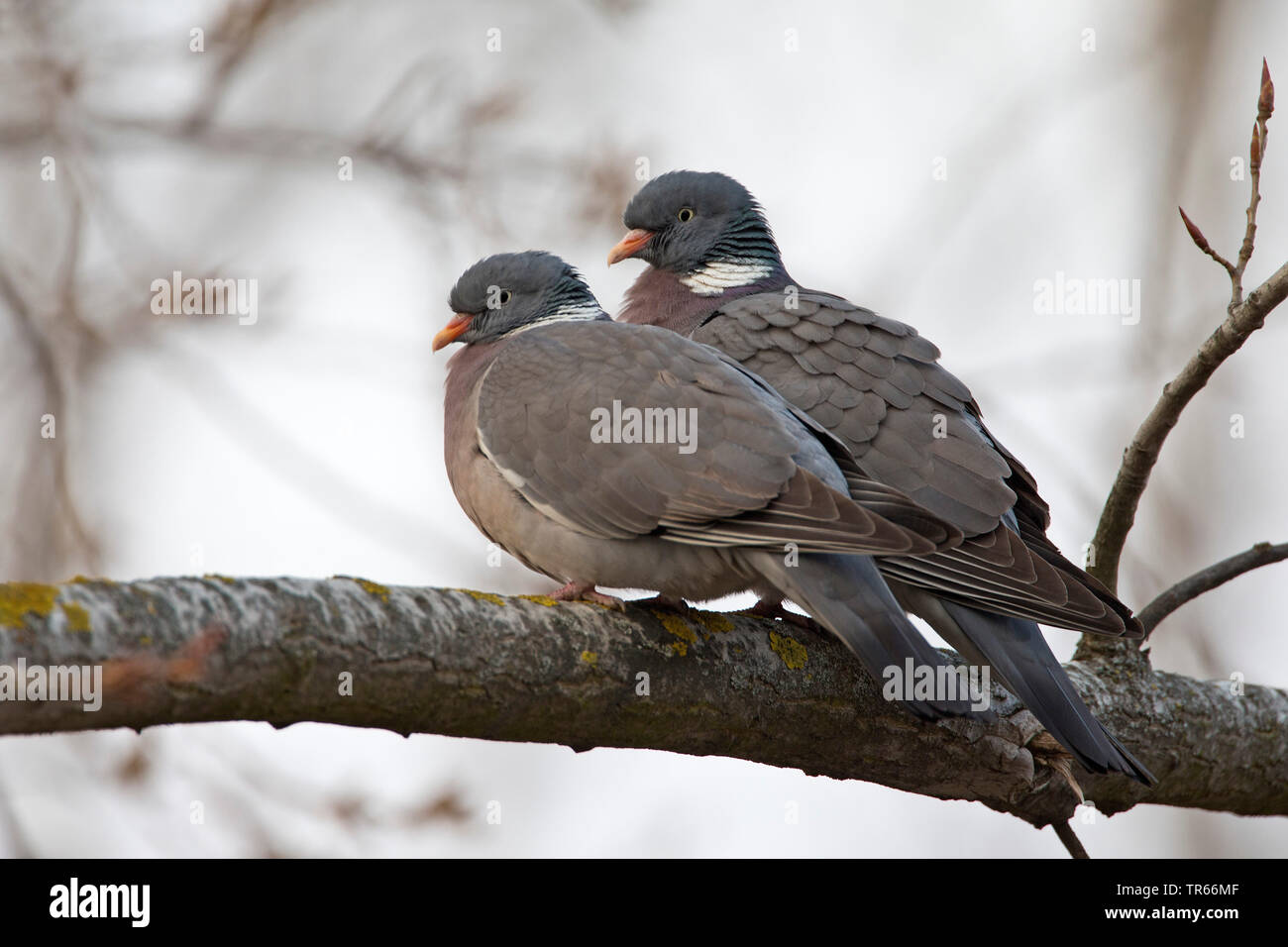 wood pigeon (Columba palumbus), pair sitting side by side on a branch ...