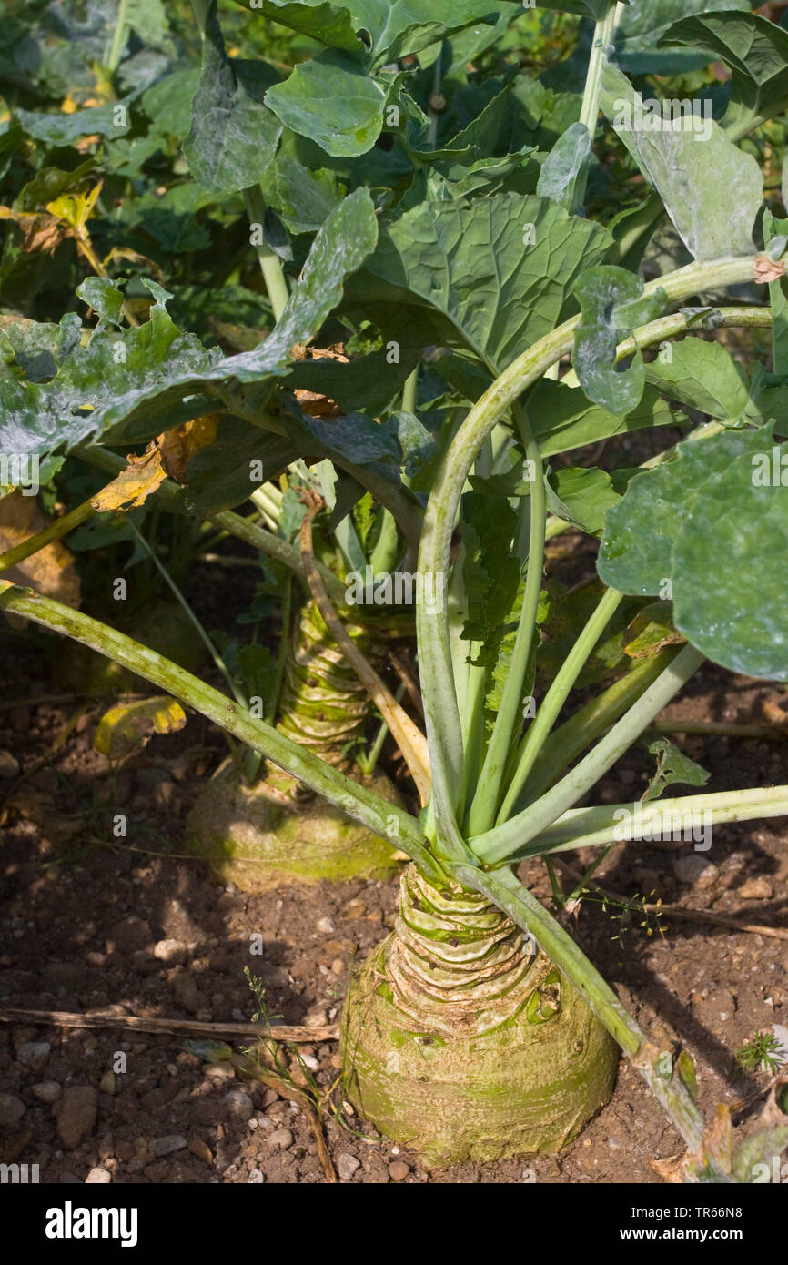 Turnip field hi-res stock photography and images - Alamy