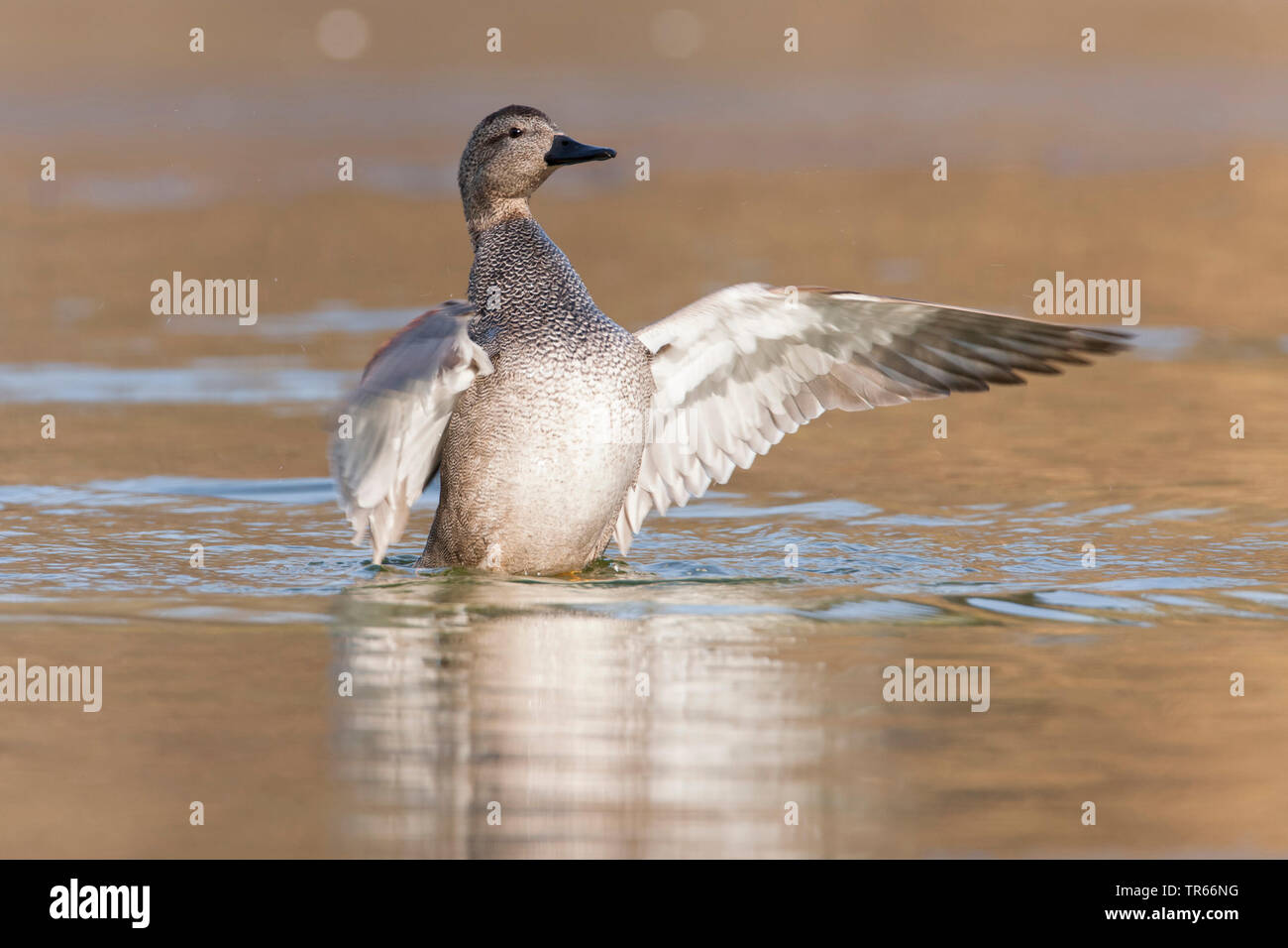 Fluttering bird hi-res stock photography and images - Alamy