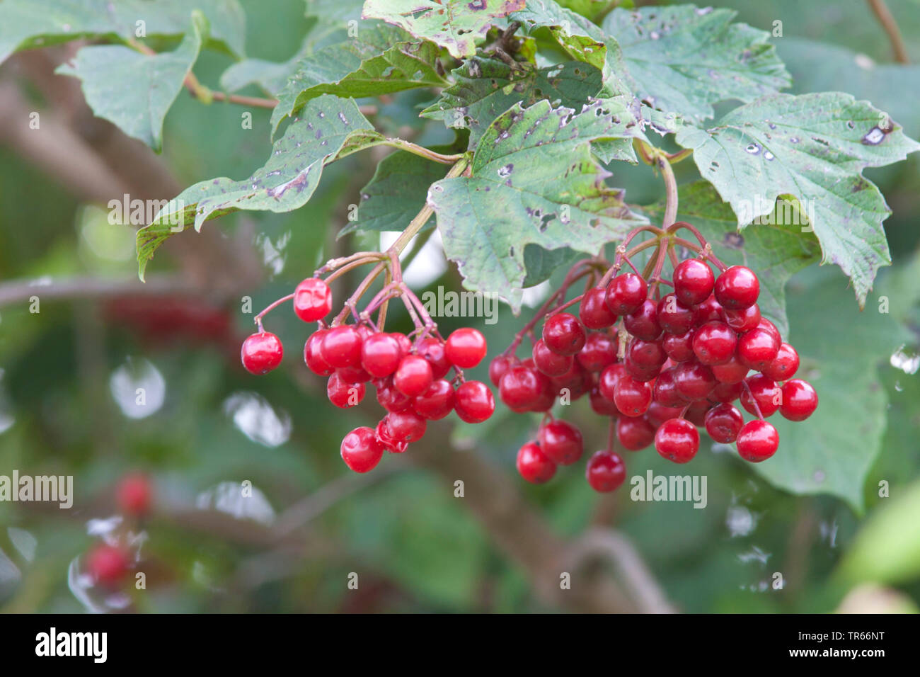 guelder-rose viburnum (Viburnum opulus), branch with fruit, Germany ...