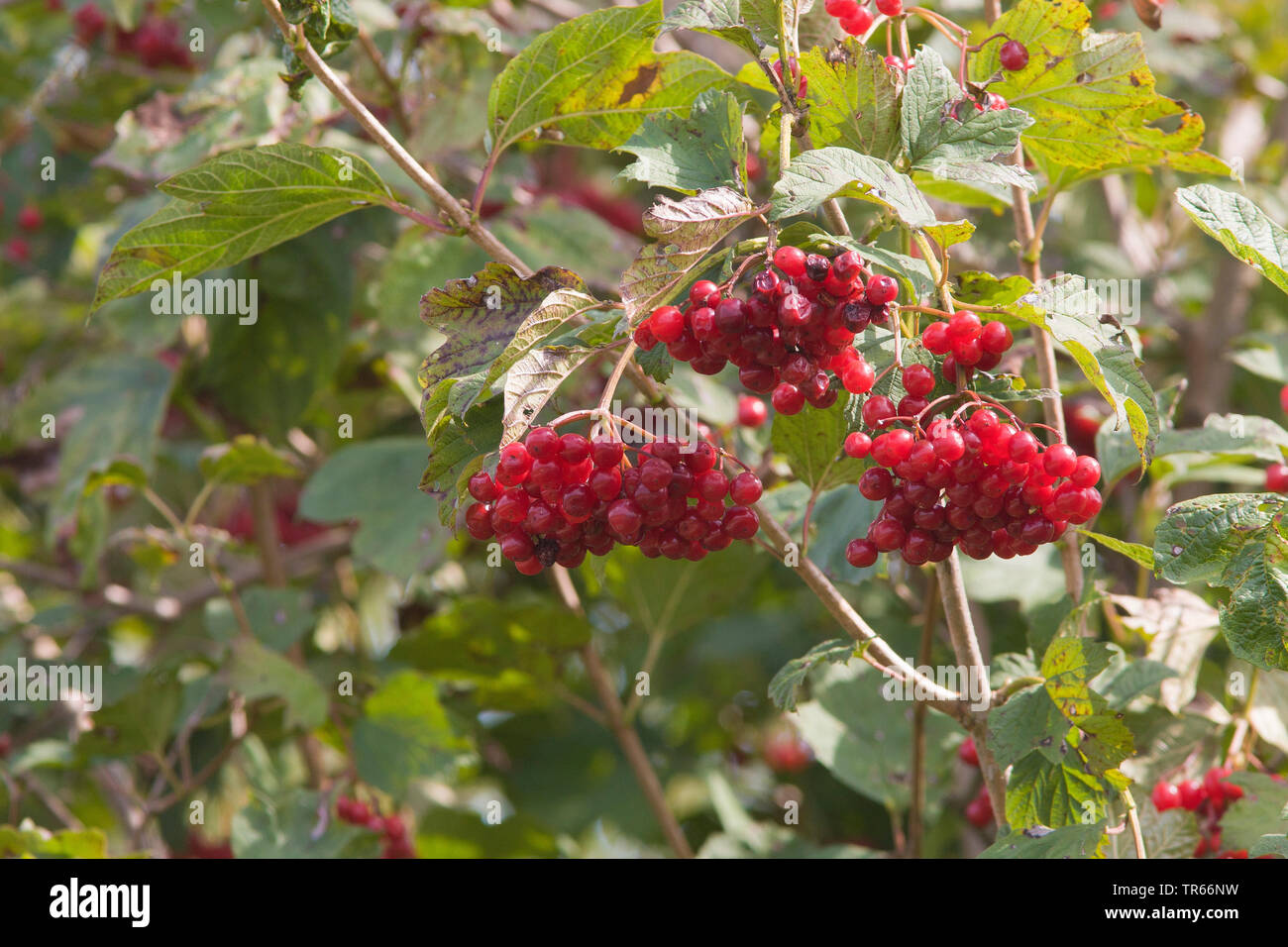 guelder-rose viburnum (Viburnum opulus), branch with fruit, Germany ...