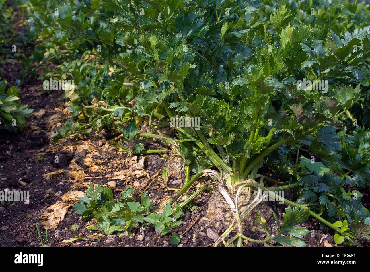 Celery field hi-res stock photography and images - Alamy