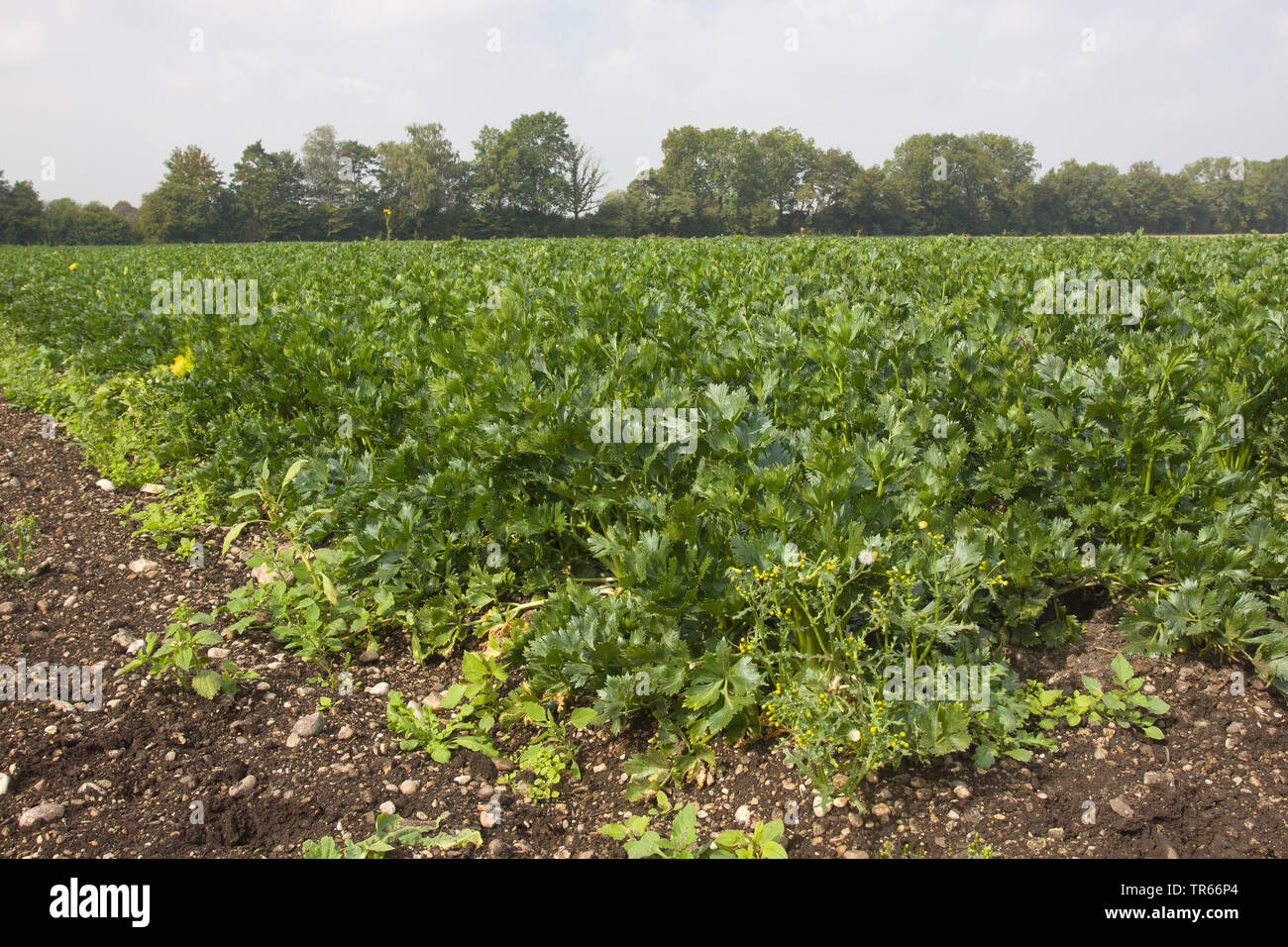 wild celery (Apium graveolens), plant in a field, Germany Stock Photo ...