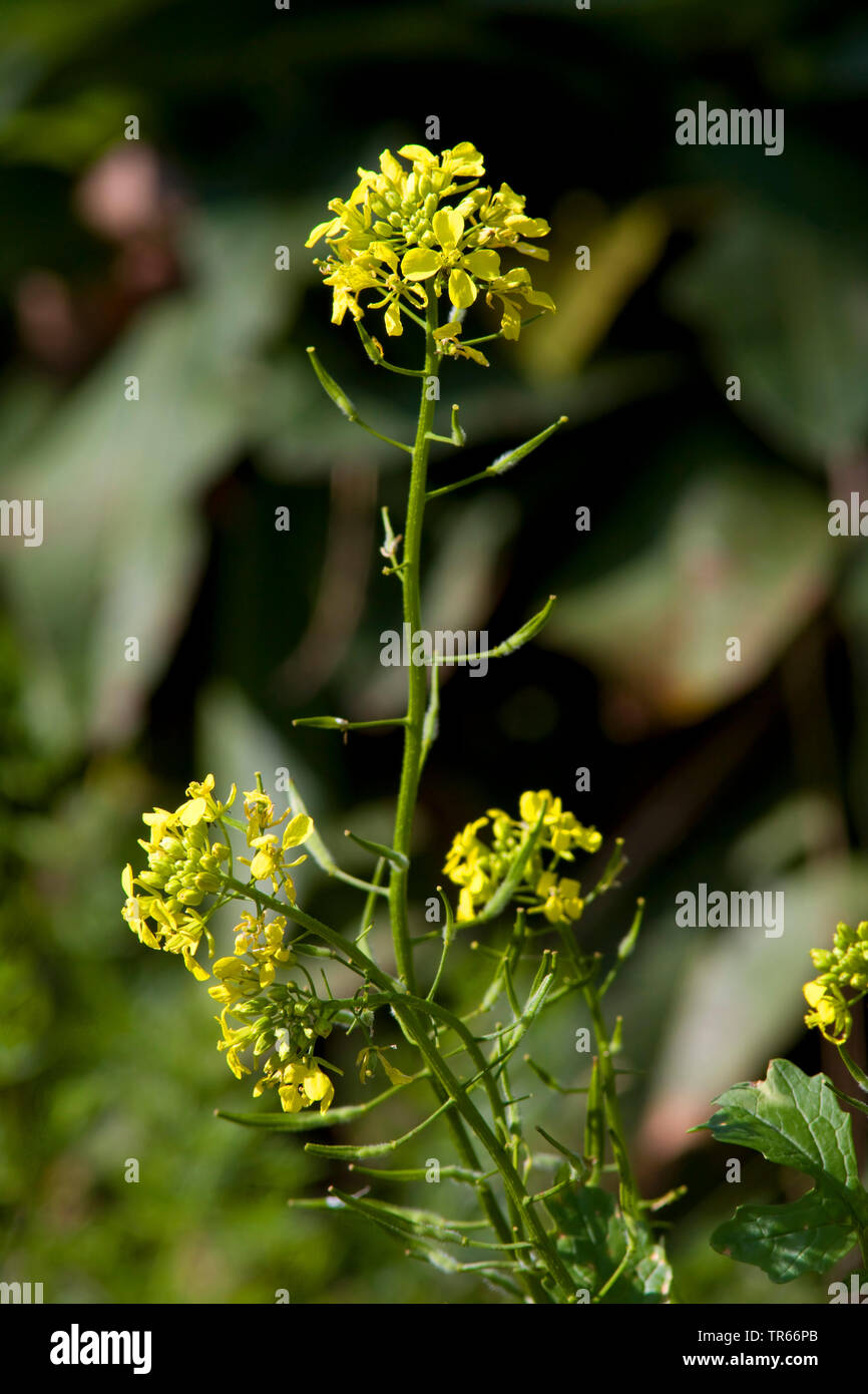 Mustard Plant Fruit