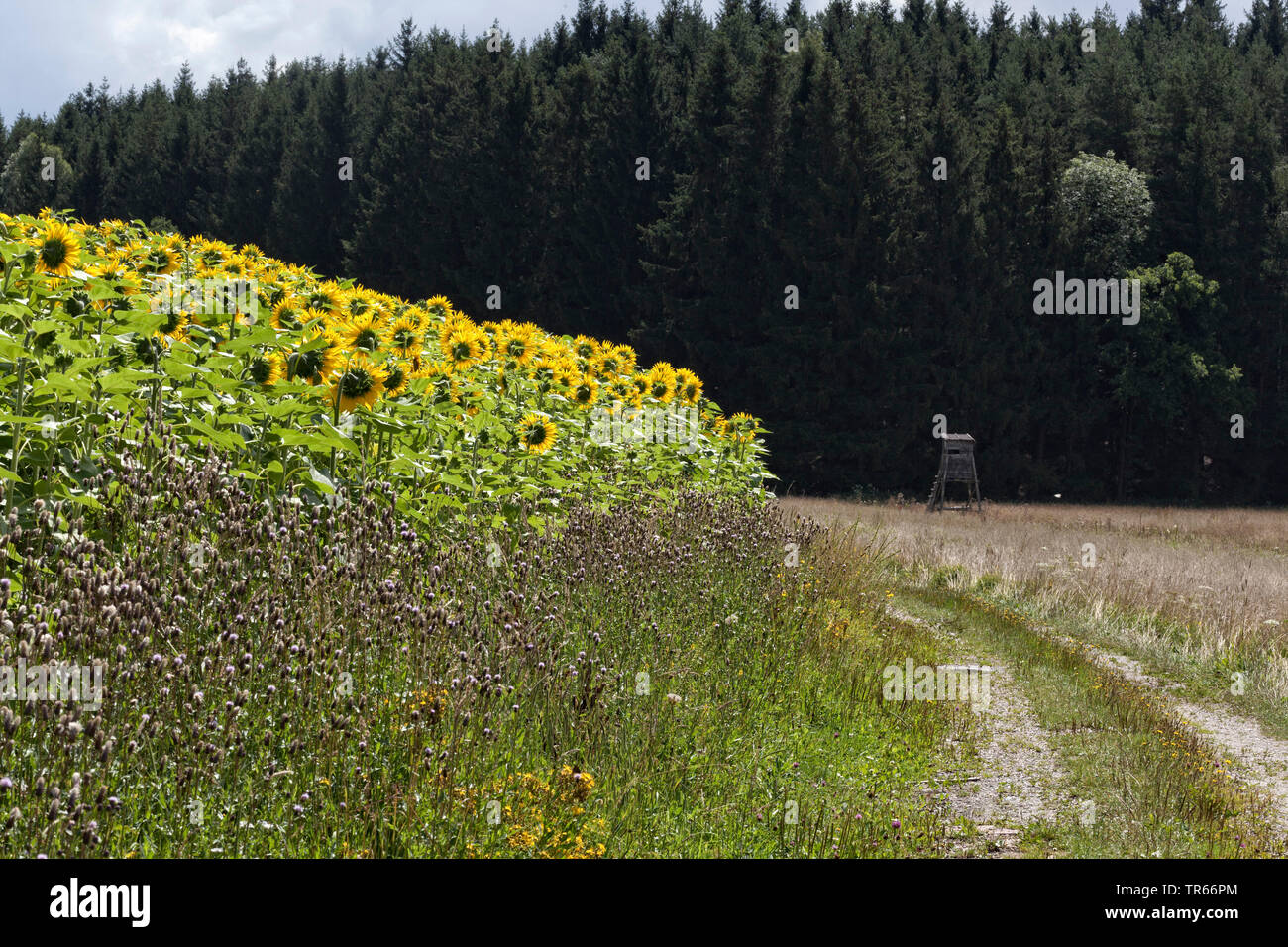 common sunflower (Helianthus annuus), blooming sunflower field at a ...