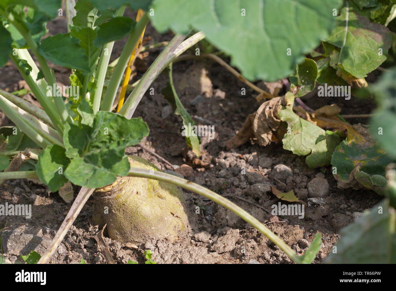 Brassica napus swede hi-res stock photography and images - Alamy