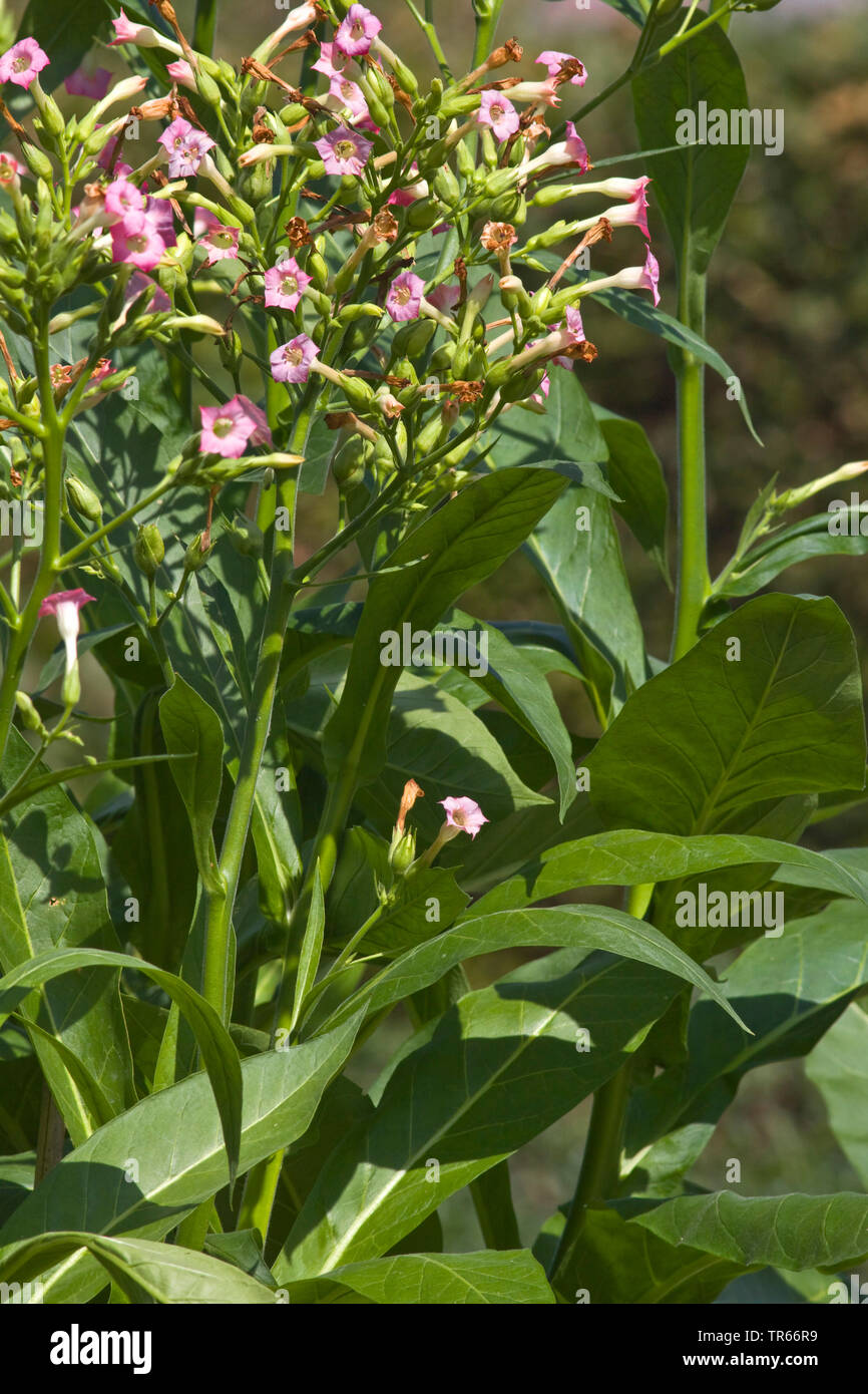 Nicotiana Tabacum Flower