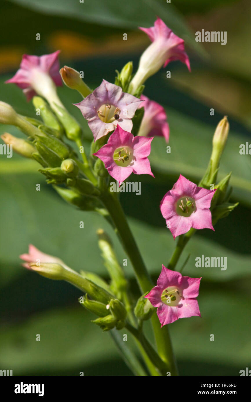 Nicotiana flower plant pink hi-res stock photography and images - Alamy