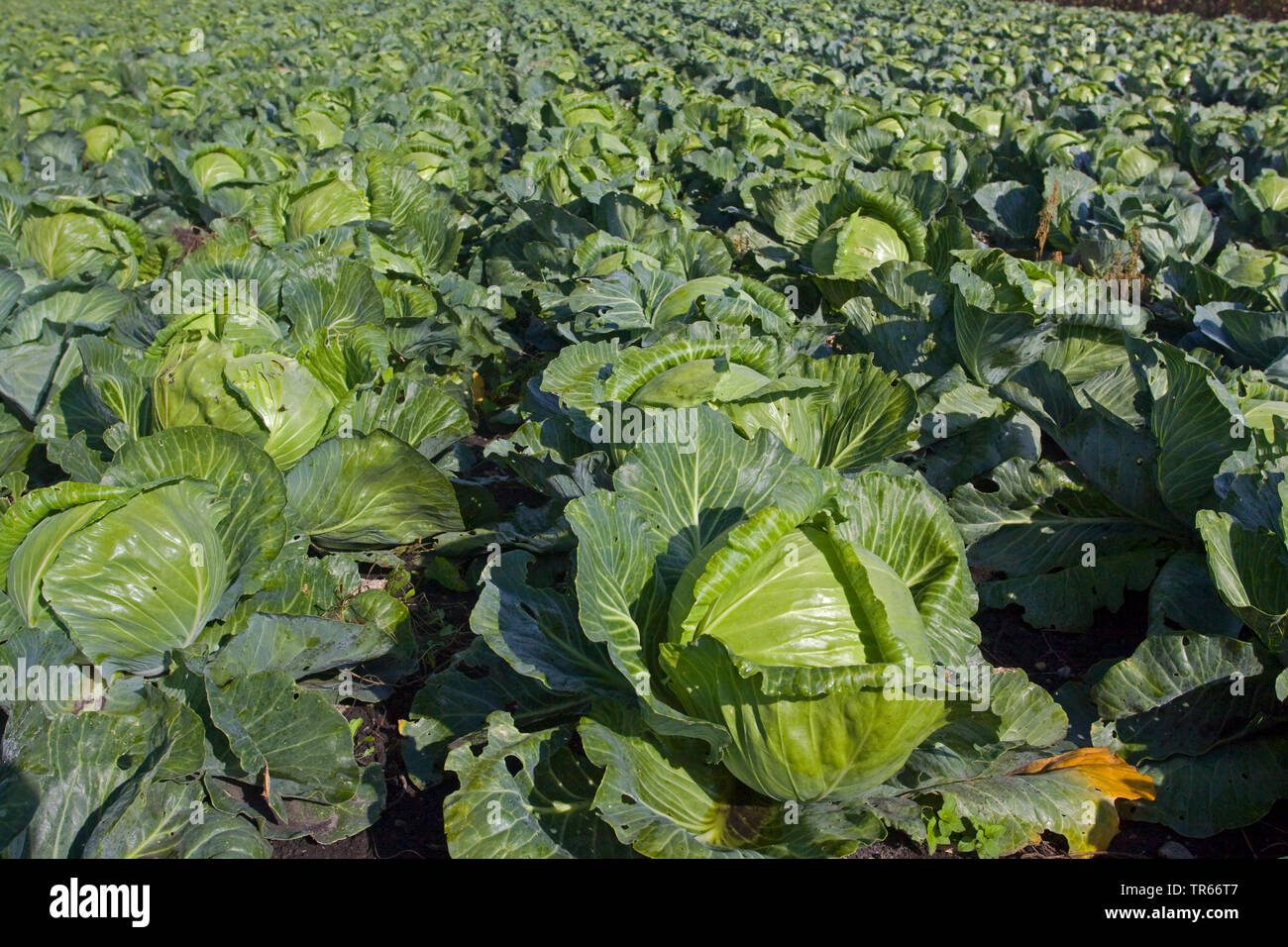 White cabbage (Brassica oleracea var. capitata f. alba), white cabbage ...