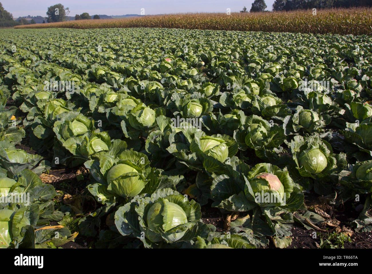 Cabbage field hi-res stock photography and images - Alamy