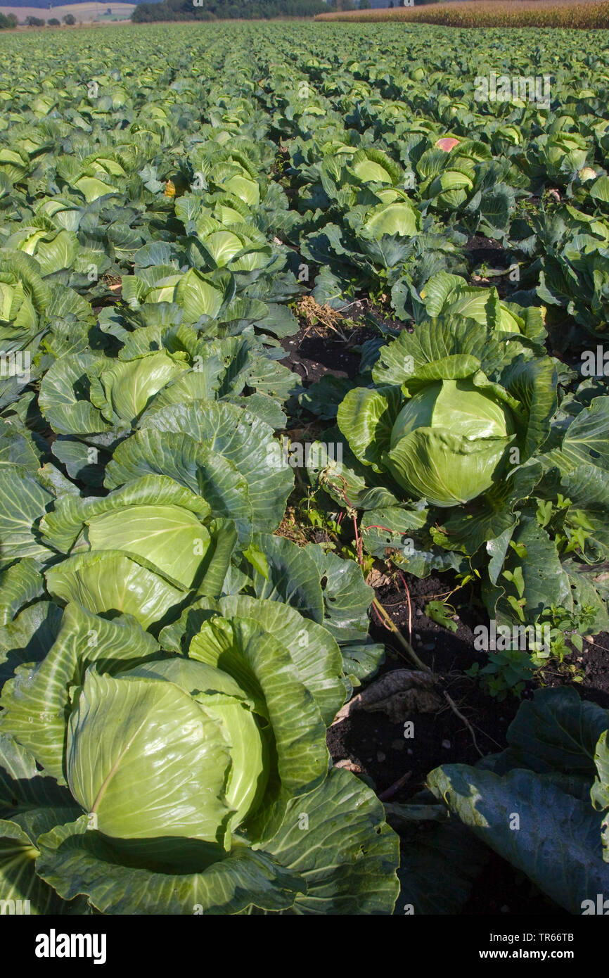 Cabbage field hi-res stock photography and images - Alamy