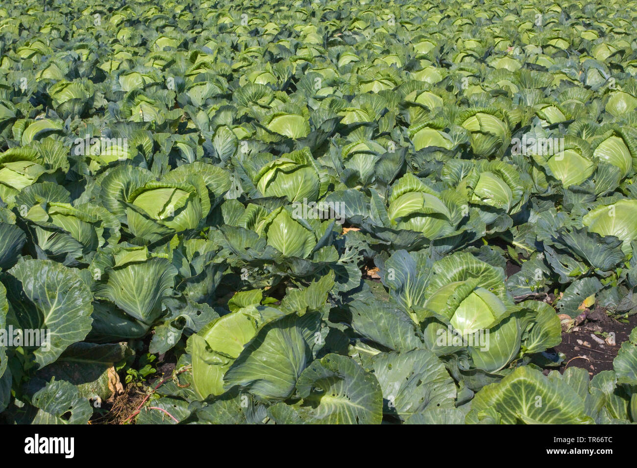 Cabbage field hi-res stock photography and images - Alamy