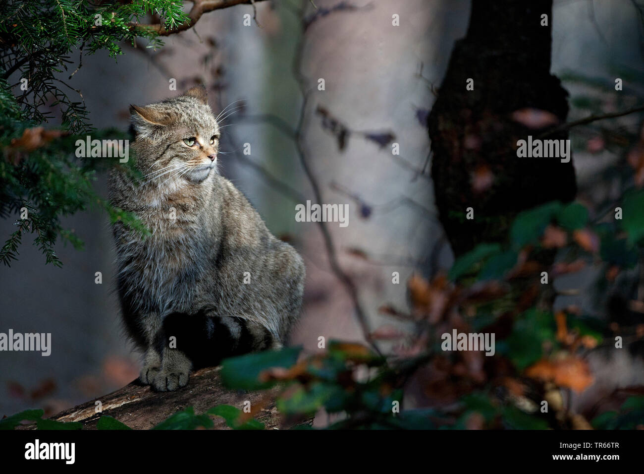 Dead wildcat hi-res stock photography and images - Alamy