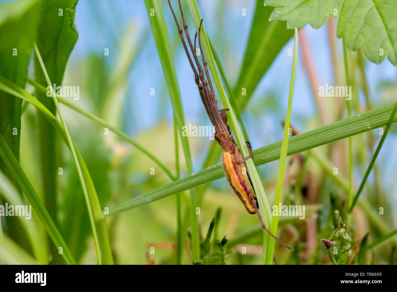 Orb weaver spider side view hi-res stock photography and images - Alamy