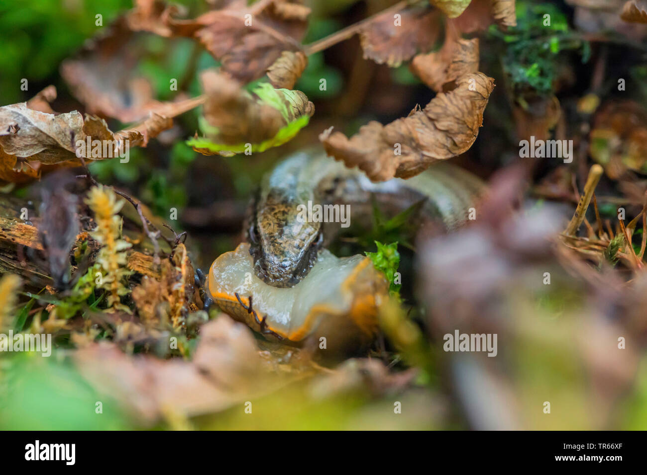 Lizard Eating Worm High Resolution Stock Photography and Images - Alamy
