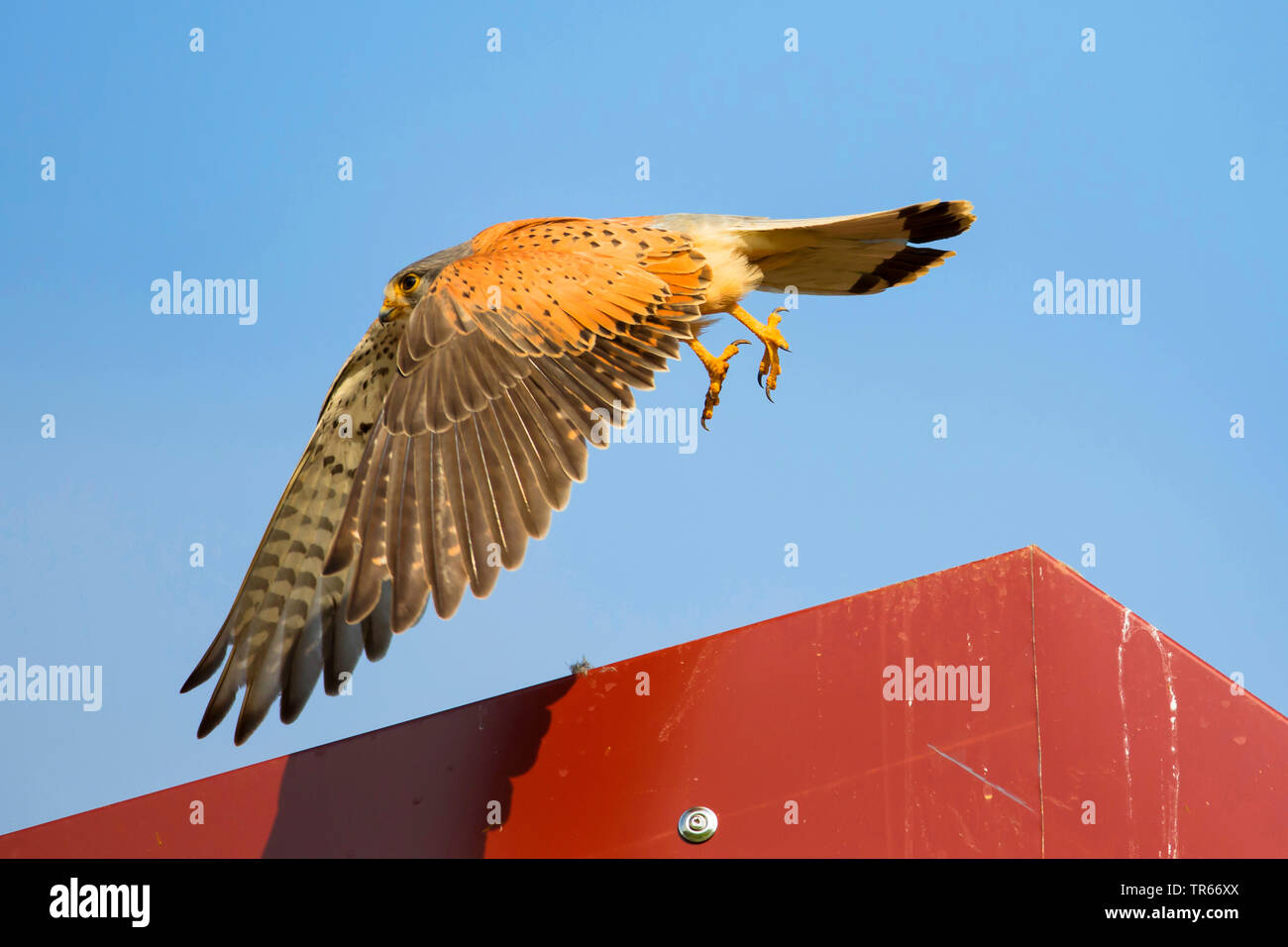 European Kestrel, Eurasian Kestrel, Old World Kestrel, Common Kestrel ...