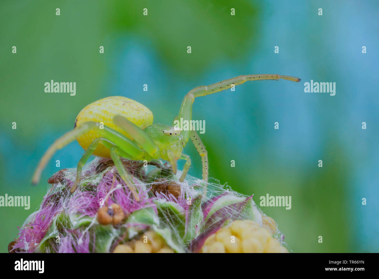 Green crab spider, Crab spider (Diaea dorsata), lurking for prey, side ...