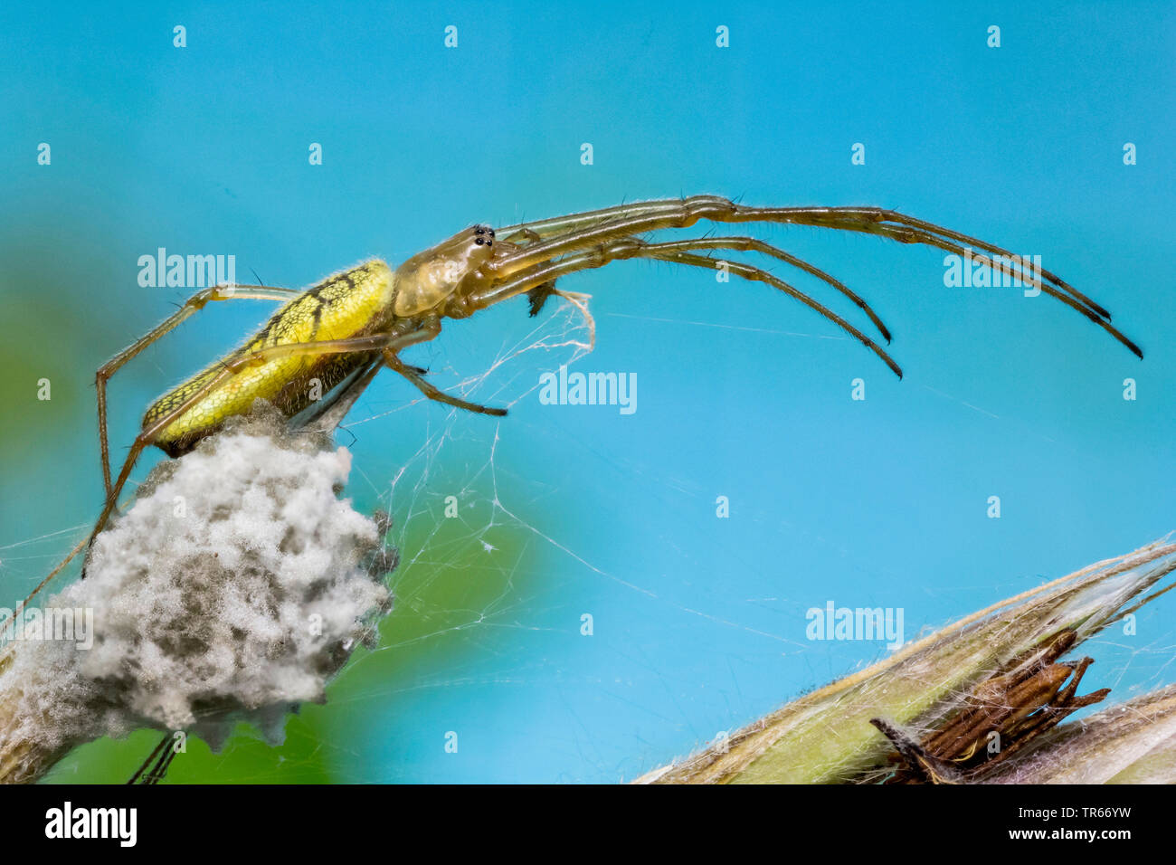 long-jawed spider (Tetragnatha extensa), defencing its cocoon, side ...