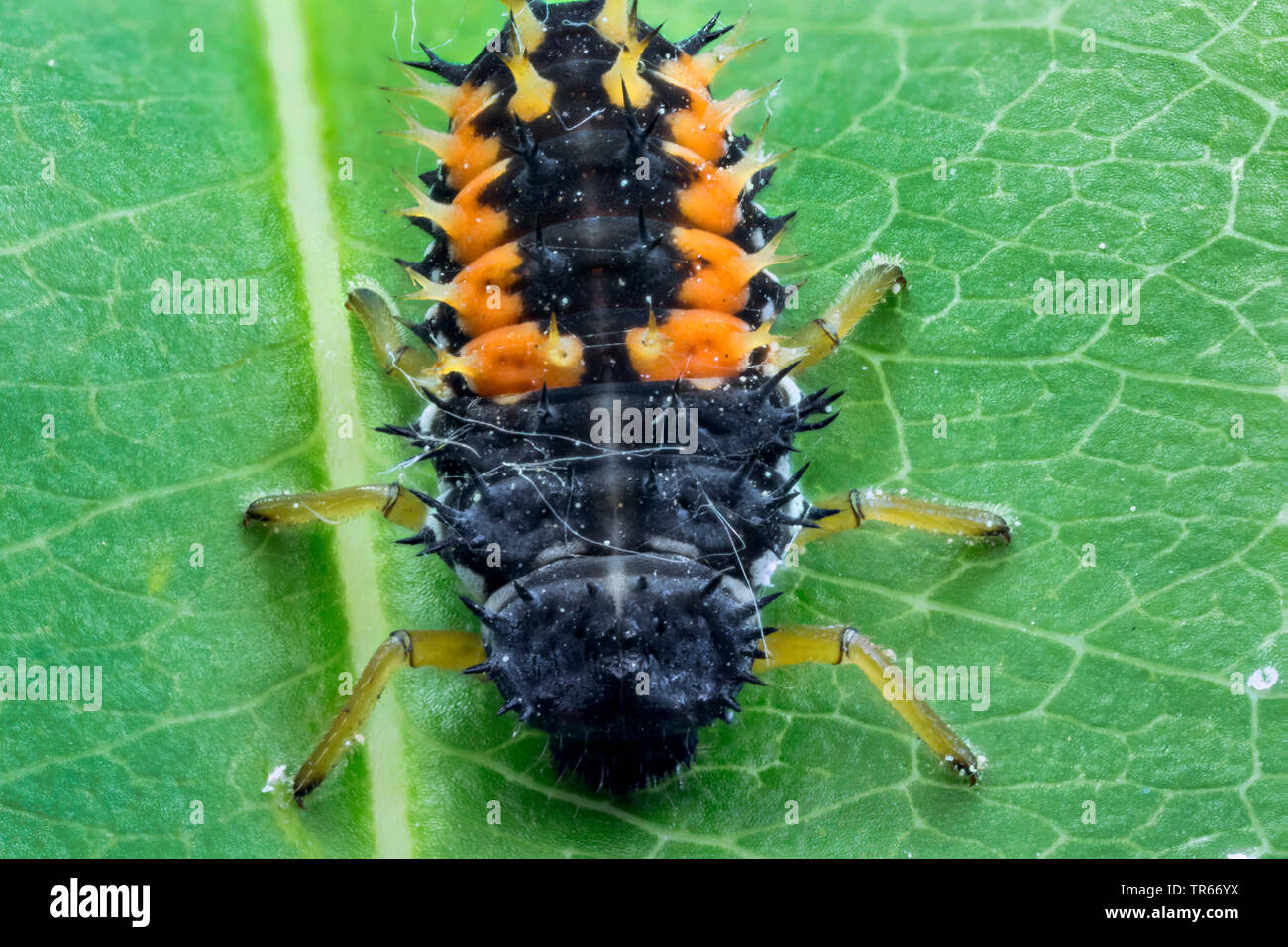 Mealybug destroyer larva hi-res stock photography and images - Alamy