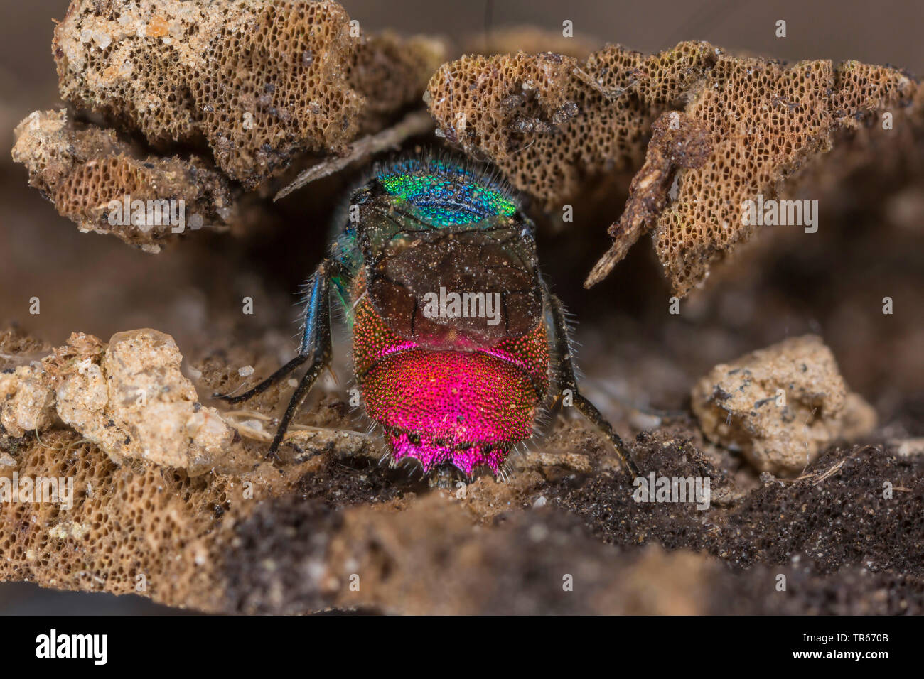 common gold wasp, ruby-tail, ruby-tailed wasp (Chrysis ignita, Chrysis ...