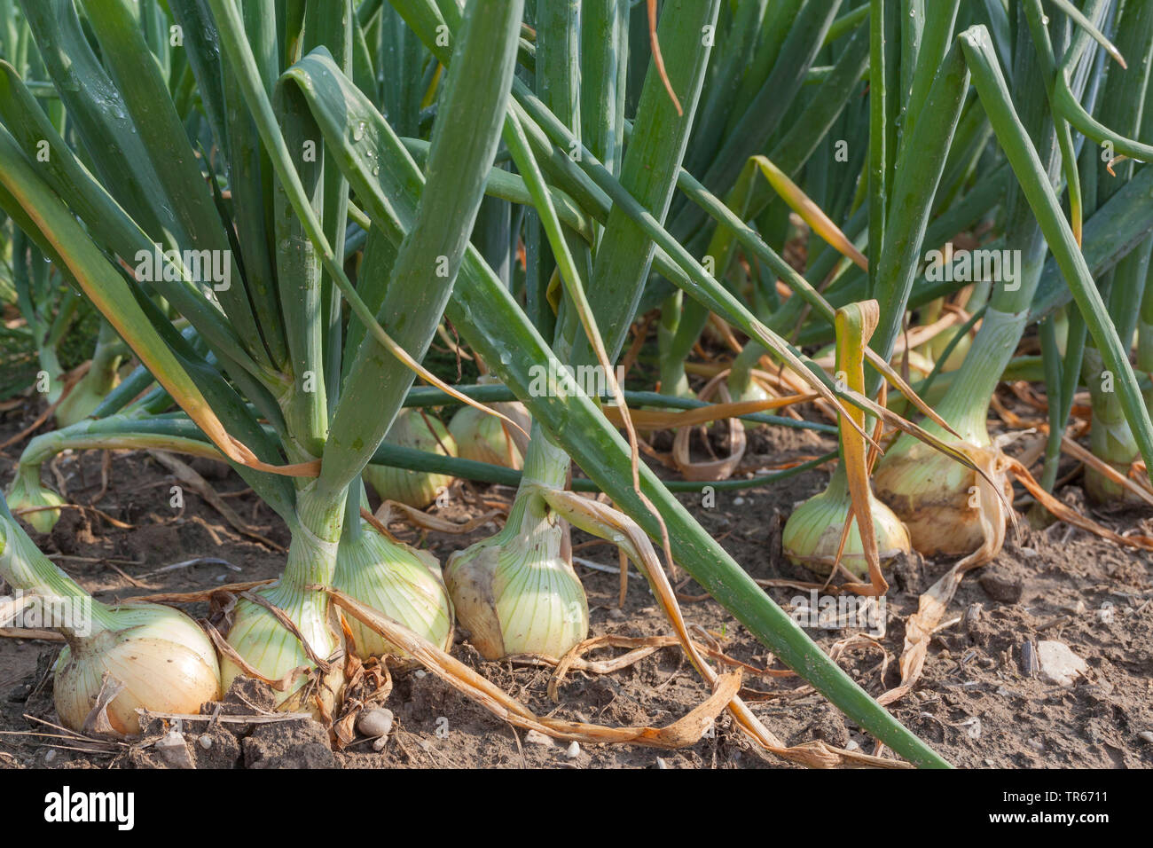 Speisezwiebeln Stock Photos & Speisezwiebeln Stock Images - Alamy