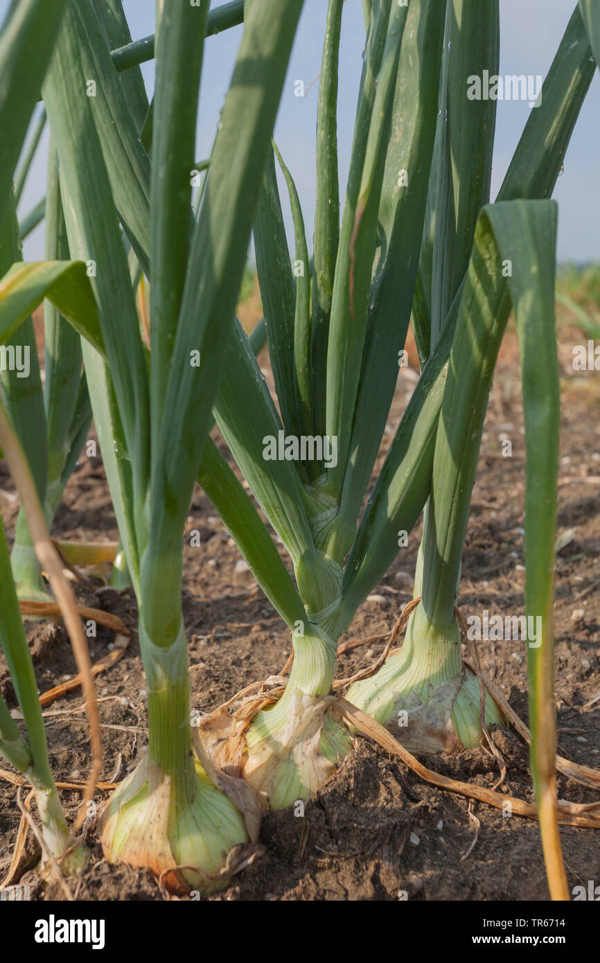 Garden onion, Bulb Onion, Common Onion (Allium cepa), onion field ...