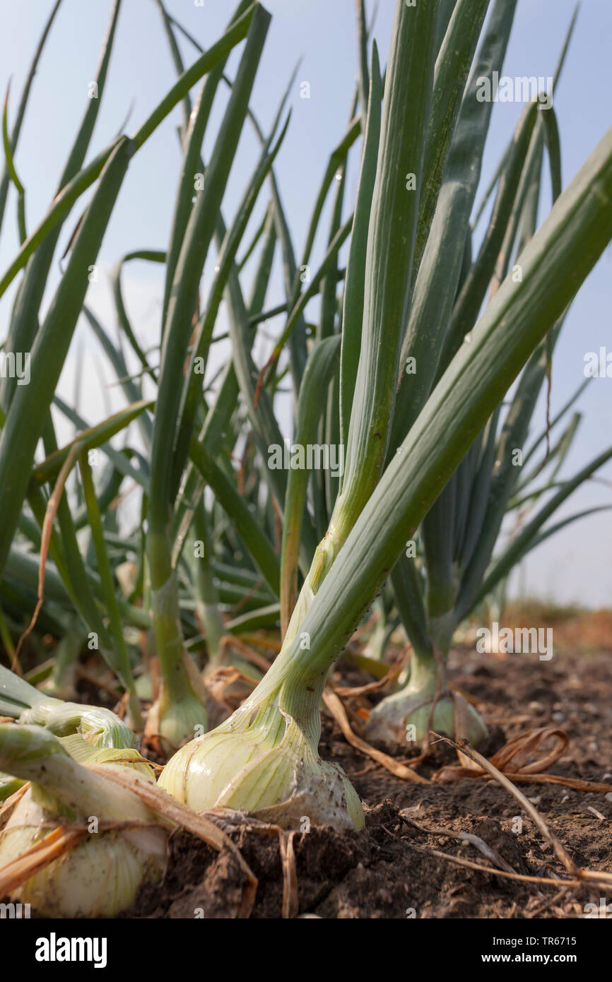 Garden onion, Bulb Onion, Common Onion (Allium cepa), onion field ...