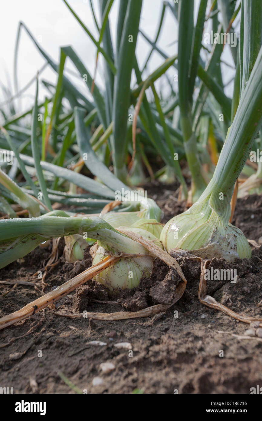 Onion plant roots hi-res stock photography and images - Alamy