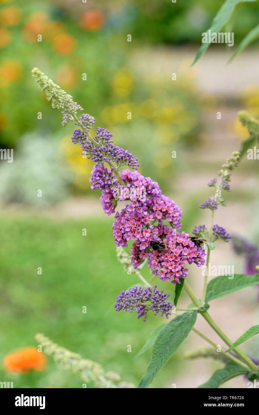 Butterfly bush, Violet butterfly bush, Summer lilac, Butterfly-bush ...