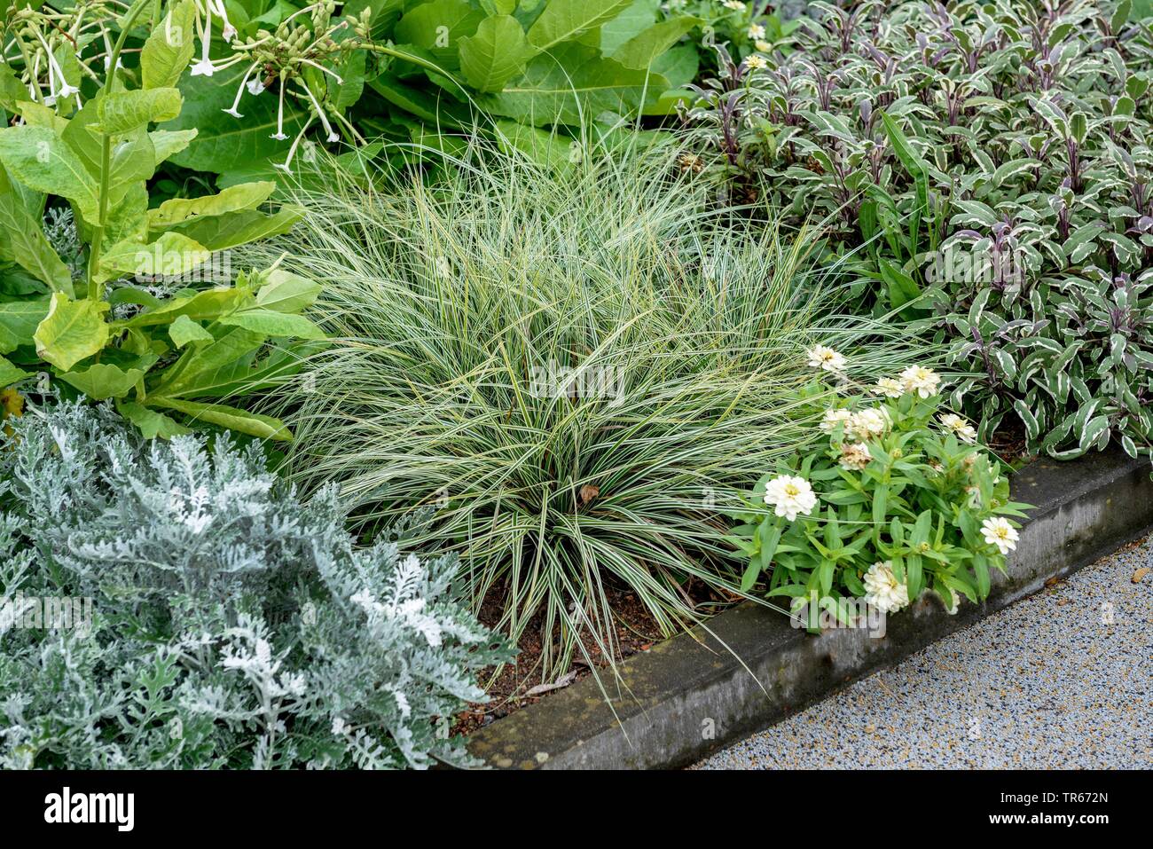 sedge, Everest (Carex oshimensis 'Everest', Carex oshimensis Everest ...